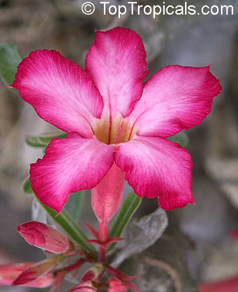 Thailand: Exotic Adeniums, Desert Roses - TopTropicals.com