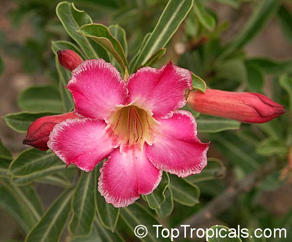 Thailand: Exotic Adeniums, Desert Roses - TopTropicals.com