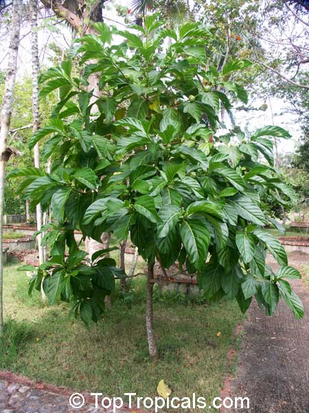 Morinda citrifolia, Noni - TopTropicals.com
